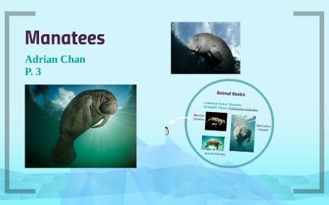 Manatees by Adrian Chan on Prezi