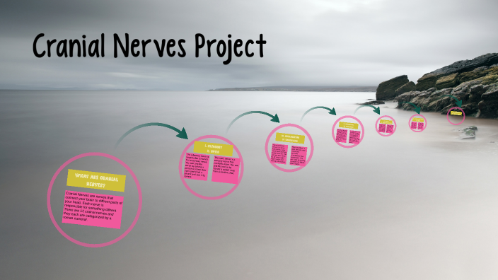 Cranial Nerves Project by Juliana Cascino _ Student - ApexFriend on Prezi