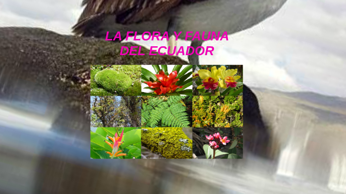LA FLORA Y FAUNA by Damaris Criollo on Prezi