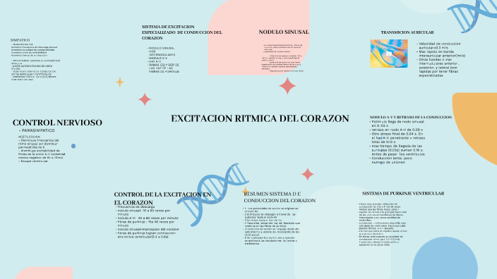 MAPA DE EXCITABLIDAD CARDIACA by Ana Sejas on Prezi
