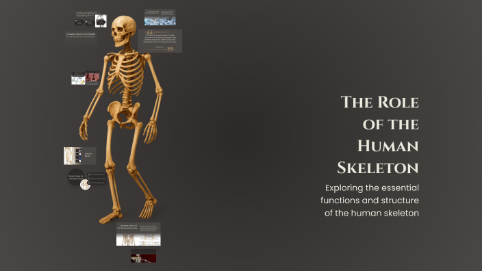 The Role of the Human Skeleton by Palaiciuc Alina on Prezi