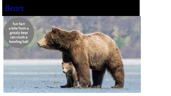 Bear by blake danforth on Prezi