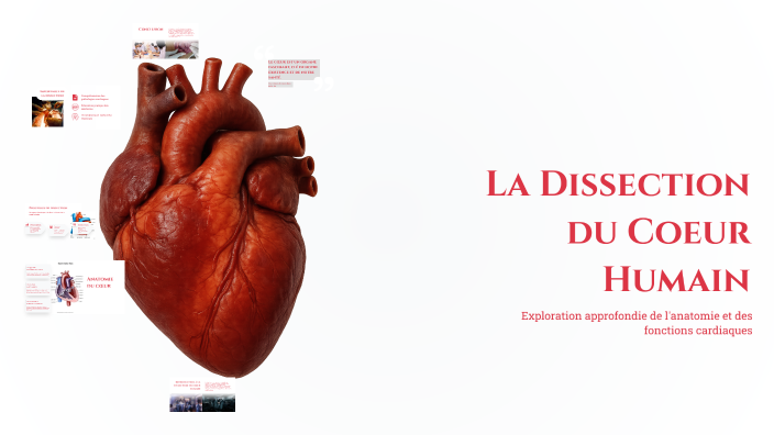 La Dissection du Coeur Humain by Loulou Lou on Prezi