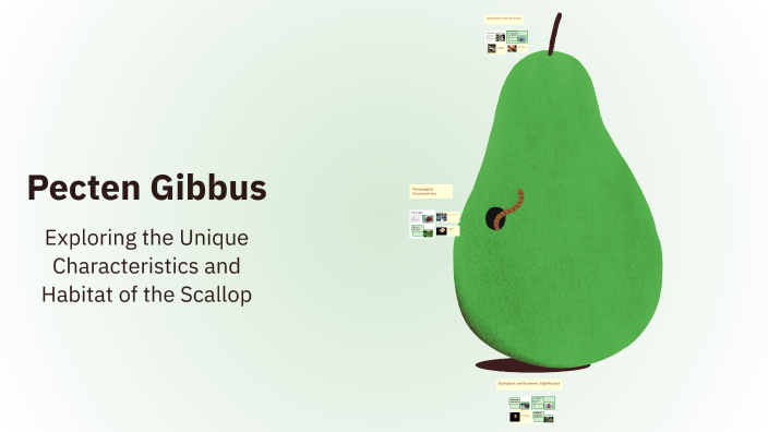 Pecten Gibbus by kale jihn on Prezi