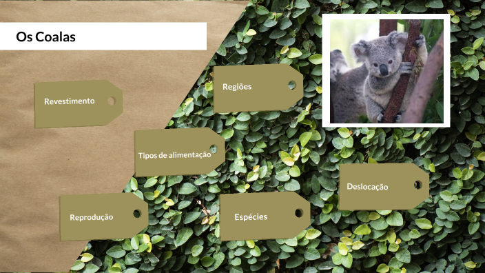 O Coala by Maria João Macário on Prezi