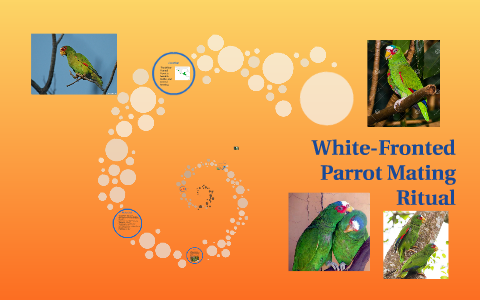 White-Fronted Parrot Mating Ritual by Audrey Martin on Prezi