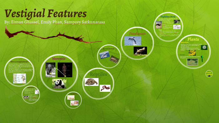 Vestigial Structures by Eiman Ghassel on Prezi