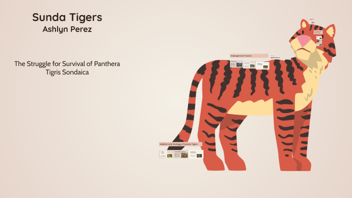 Sunda Tigers: Guardians of the Forest by Ashlyn Perez Castro on Prezi