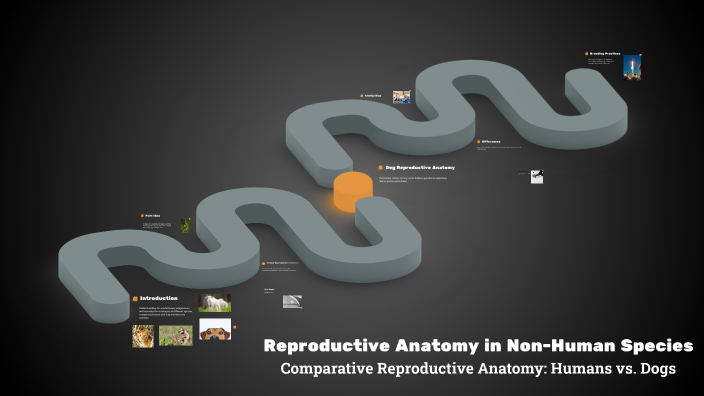Reproductive Anatomy in Non-Human Species by Melissa Flath on Prezi