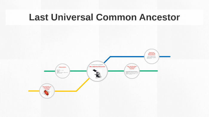 Universal Ancestor by on Prezi