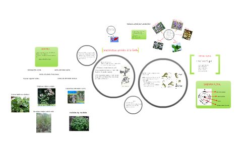 Familia Labiadas=Lamiáceas by Cecilia Olmos on Prezi