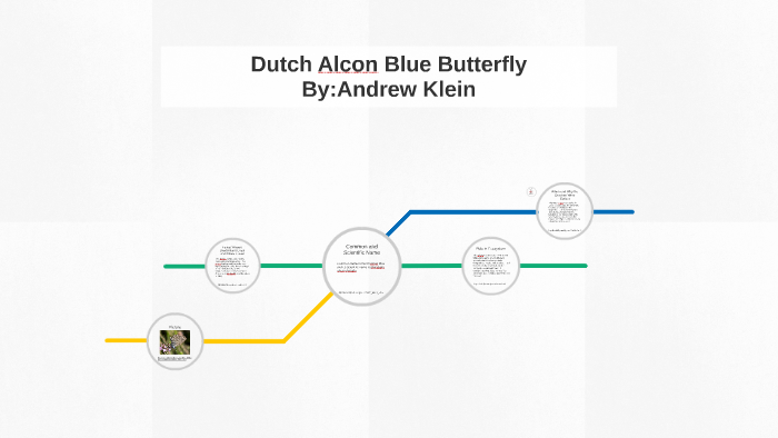 Dutch Alcon Blue Butterfly by Andrew Klein on Prezi