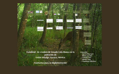 Venados by Marion Tizón on Prezi