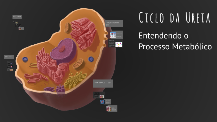 Ciclo da Ureia by orlando Thadeu on Prezi