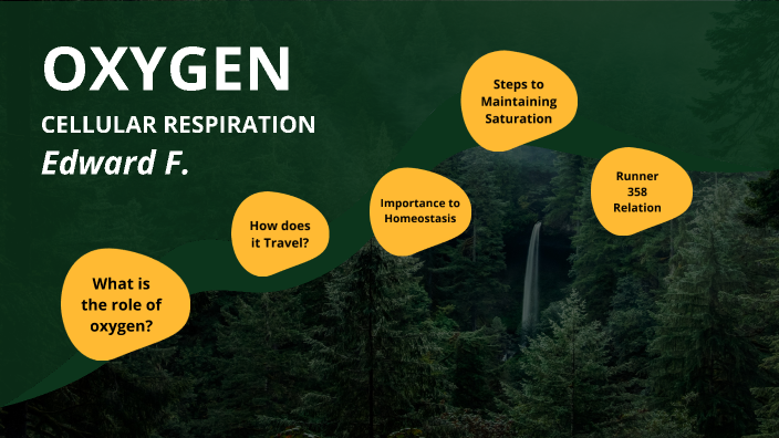 Oxygen and Cell Respiration Presentation by Edward Fichtenholtz on Prezi