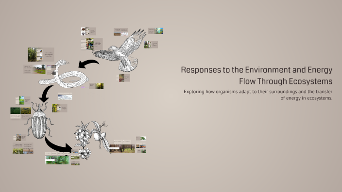 Responses to the Environment and Energy Flow Through Ecosystems by ...