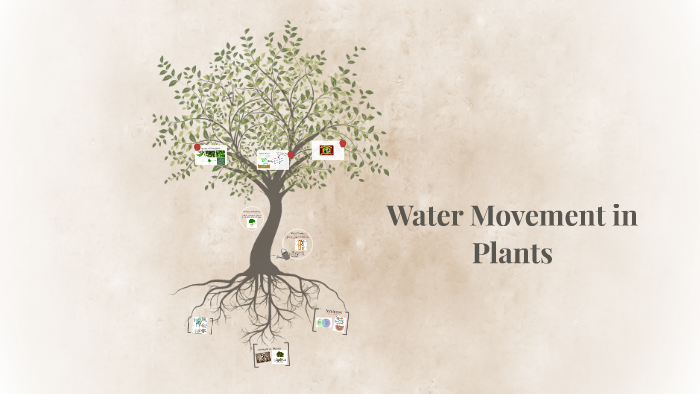 Water Movement in Plants by olivia tourangeau on Prezi