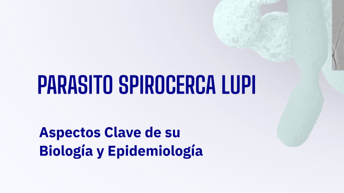 PARASITO SPIROCERCA LUPI by yobeyling obando on Prezi