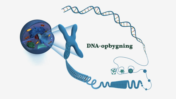 DNA-opbygning by Mille Jagd on Prezi
