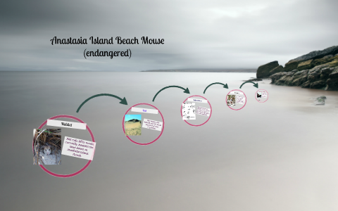Anastasia Island Beach Mouse by Rachael Jones on Prezi