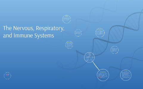 The Nervous, Respiratory, and Immune Systems by Hailey Bate on Prezi