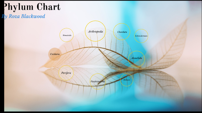 Biology Lesson 24 Phylum Chart by Roza Blackwood on Prezi