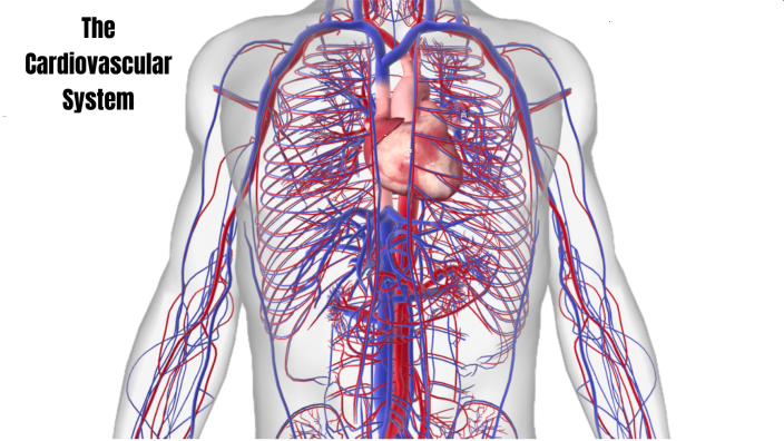 The Cardiovascular System by Brandon Holland on Prezi
