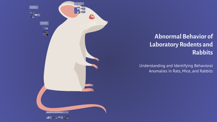 Abnormal Behavior of Laboratory Rodents and Rabbits by Mena Abdo on Prezi