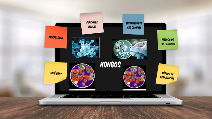 HONGOS by Laura Peris Ros on Prezi