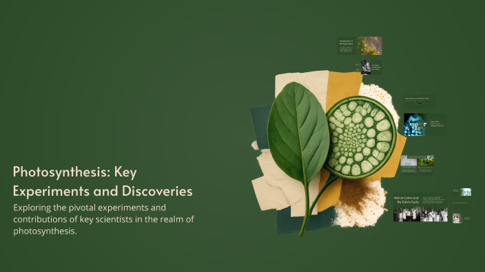 Photosynthesis: Key Experiments and Discoveries by Ayşe Yılmaz on Prezi