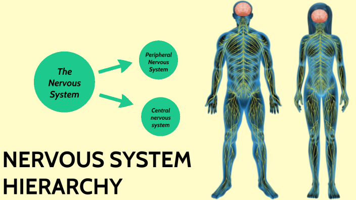 nervous system hierarchy by REEF KENNEY on Prezi
