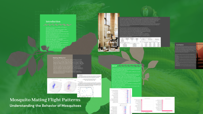 Mosquito Mating Flight Patterns by Sebastian Viruzab on Prezi