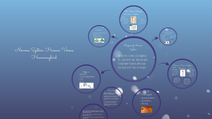 Nervous System: Human Versus Hummingbird by Hannah on Prezi