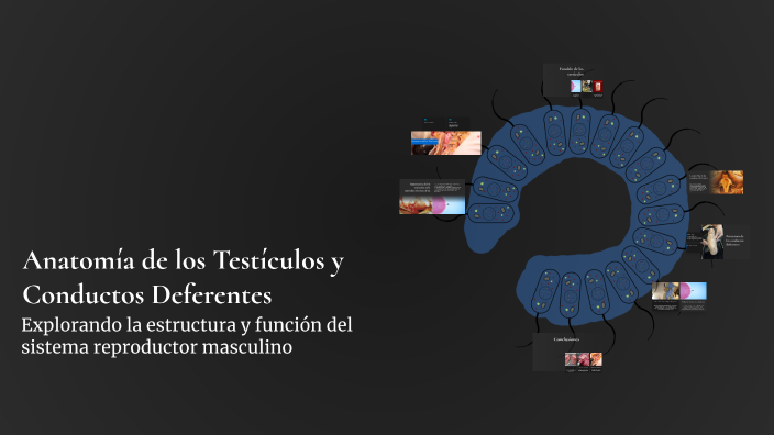 Anatomía de los Testículos y Conductos Deferentes by Matias Arévalo on ...