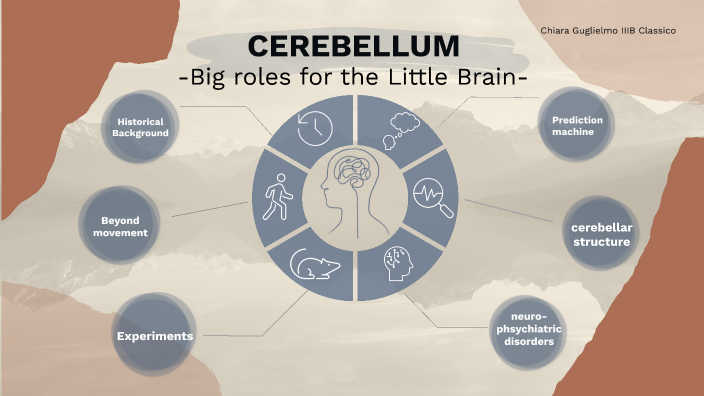 CEREBELLUM by Chiara Guglielmo on Prezi