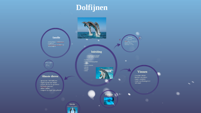 dolfijnen by Elmer koster on Prezi
