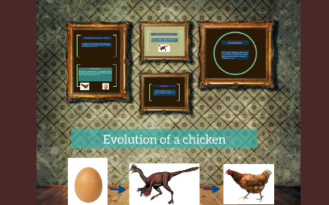 Evolution of a chicken by baxter knuckey on Prezi
