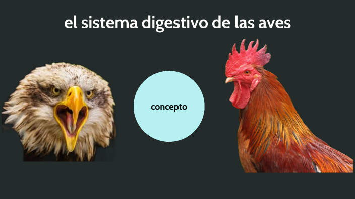 el sistema digestivo de las aves by luis paulo wilson acosta on Prezi