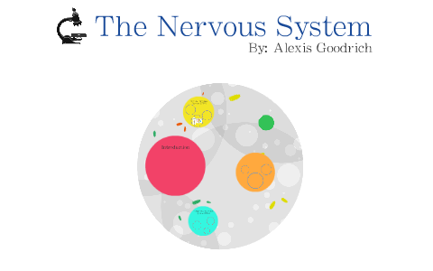 The Nervous System by Alexis Goodrich on Prezi