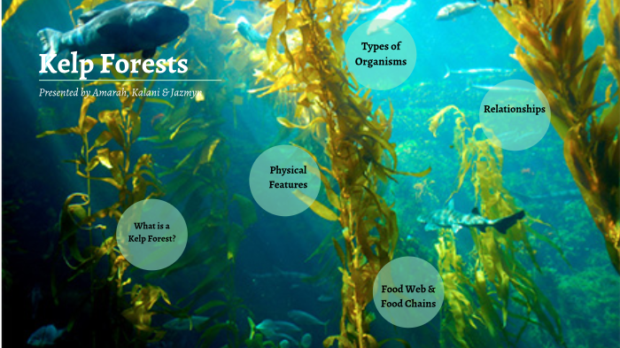 Light Penetration Of Kelp Forests Telegraph