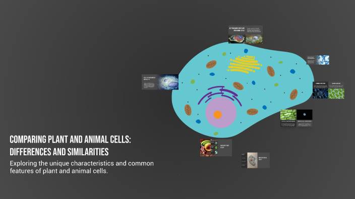 Comparing Plant and Animal Cells: Differences and Similarities by ...