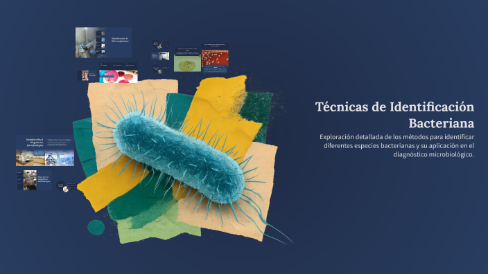 Técnicas de Identificación Bacteriana by Montesdeoca Juca Kevin Carlos ...
