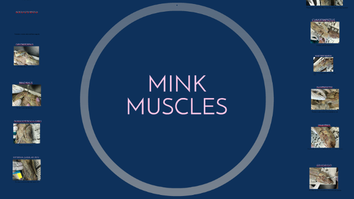 Mink Muscles by Monte Wilson on Prezi