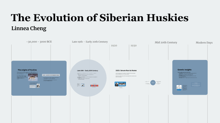 evolution of Siberian huskies by Linnea Cheng on Prezi
