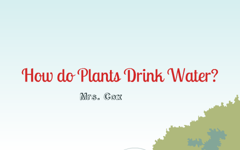 How do Plants Drink Water? by Tara Cox on Prezi