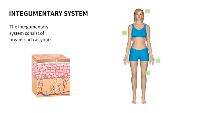 Integumentary System by OSCAR tg on Prezi