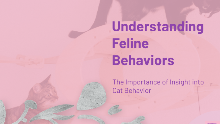 Understanding Feline Behaviors by Britney bui on Prezi