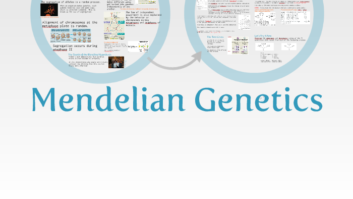 AP Bio- Mendelian Genetics 1: Intro to Mendelian Genetics by Jennifer ...