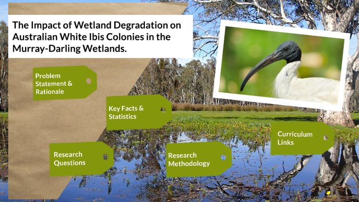 Australian White Ibis populations in the MDB by Liz Dyson on Prezi
