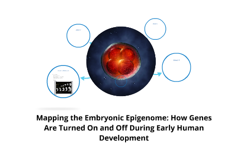 Mapping the Embryonic Epigenome: How Genes Are Turned On and Off During ...